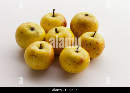 Apples White Astrachan an old Russian variety Stock Photo - Alamy