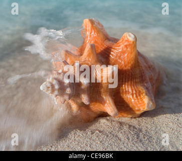 Big orange shell on the sandy beach against rocky background ...