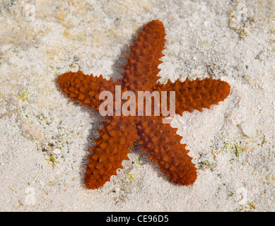 A thorny starfish in shallow tide pool waters in the Bahamas Stock ...