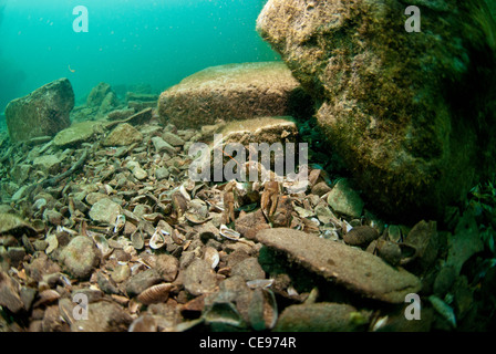 White clawed crayfish at stoney cove in leicester, are only native ...