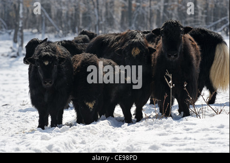 yak in winter Stock Photo - Alamy