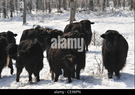 yak in winter Stock Photo: 43230426 - Alamy