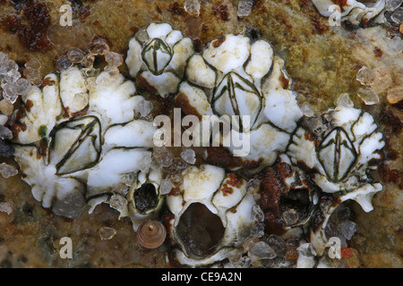 Barnacles Semibalanus balanoides Stock Photo - Alamy