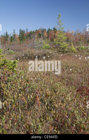 Undisturbed New England bog, Hawley, Massachusetts Stock Photo - Alamy