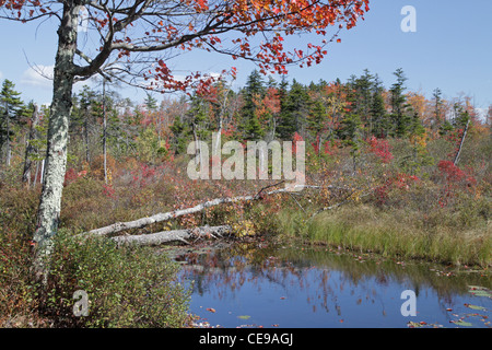 Undisturbed New England bog, Hawley, Massachusetts Stock Photo - Alamy