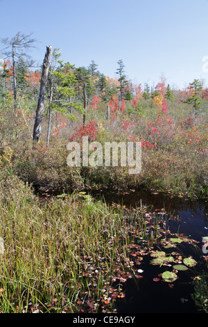 Undisturbed New England bog, Hawley, Massachusetts Stock Photo - Alamy
