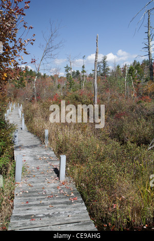 Undisturbed New England bog, Hawley, Massachusetts Stock Photo - Alamy