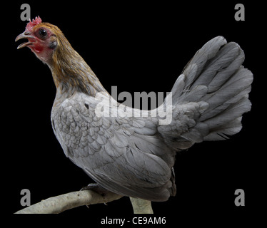 Portrait of a lemon blue old English bantam hen on a black background ...