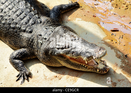 Basking croc; Close up of a crocodile; crocodile jaws; Crocodile with ...