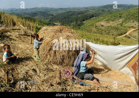 Upland rice cultivation in the mountains in northern Laos, Phongsali ...