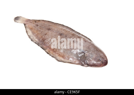 Dover sole (Solea solea) fish whole on a white studio background Stock ...