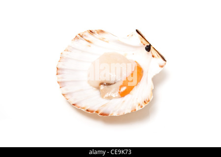 Great scallop (Pecten jacobaeus) raw in fan shaped shell isolated on a ...