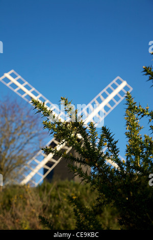 Reigate Heath Windmill Reigate Surrey with Ulex Europaeus in the Stock ...