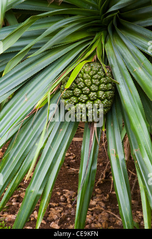 Hawaii, Kauai, Hala Tree, Pandanus, fruit,northern most oldest Garden ...