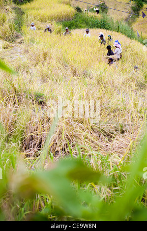 Farmers at work in the rice terraces, Jatiluwih, Unesco World Heritage ...