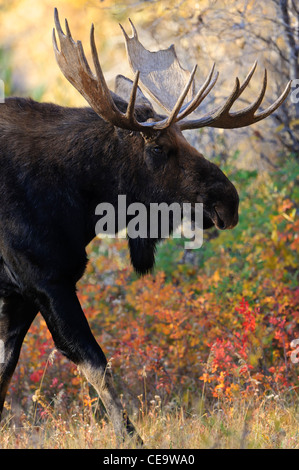 Bull Moose in Autumn in Wyoming Stock Photo - Alamy