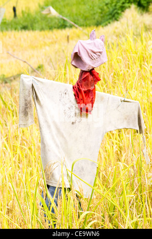 a scarecrow in paddy field, in philippines Stock Photo - Alamy