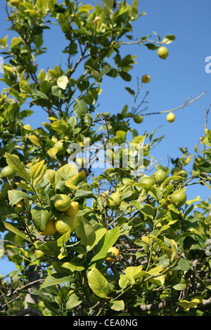 Orange and lemon trees near Javea Spain in Winter Stock Photo - Alamy