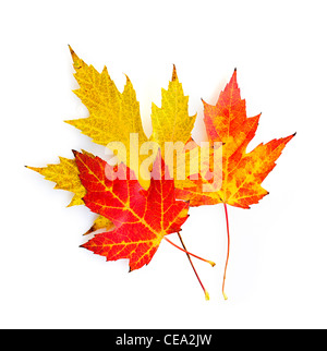 three natural maple leaves isolated on white background Stock Photo - Alamy