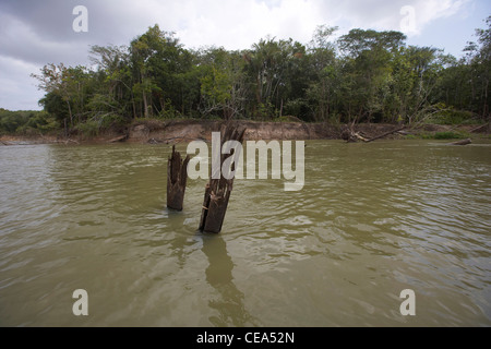 Vegetation along the Rupununi River, Guyana, South America Stock Photo ...