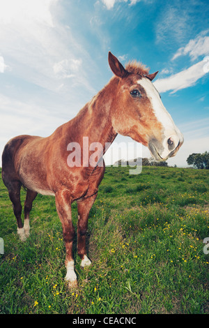 A closeup shot of a brown horse in a field during sunset Stock Photo ...