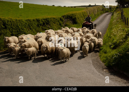 A farmer on quadbike and a sheepdog herding flock of sheep along a ...