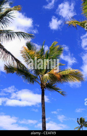 Australia, Cairns, Esplanade, palm trees Stock Photo - Alamy