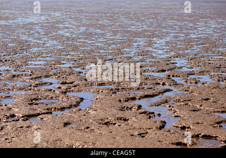 The mudflats along the Cairns foreshore are home to many varieties of ...