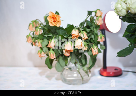 White wilting rose Stock Photo - Alamy