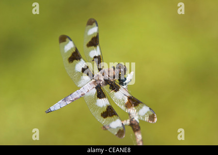 Dragonfly, Common Whitetail, Libellula lydia, Top Down View Stock Photo ...