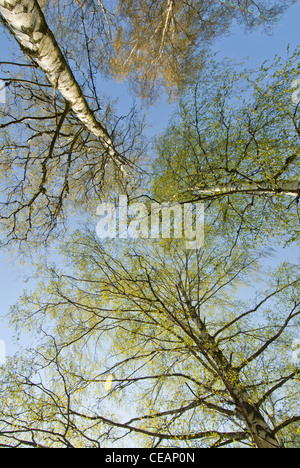 Low angle view of a tree Stock Photo - Alamy
