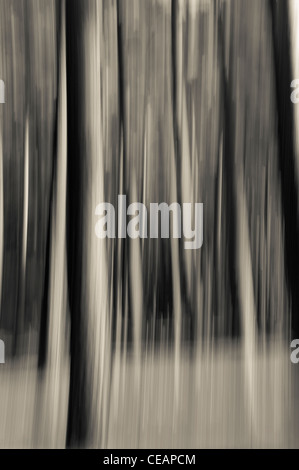 Trees, woods and nature with blur outdoor for landscape, sustainable ...