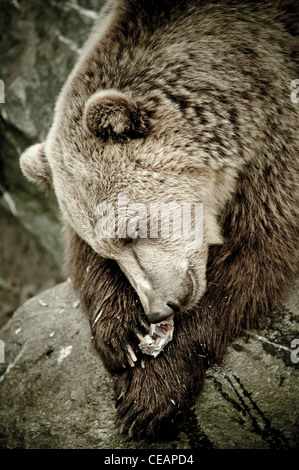 high angle view of hungry black and white cat getting fed with treats ...