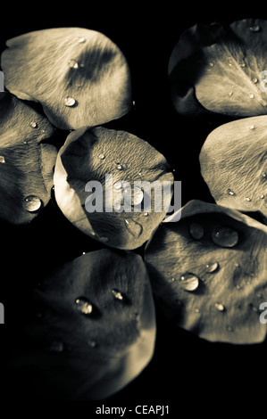 Rose with drops of water in black and white Stock Photo - Alamy