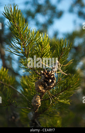 Falcon Lake, Whiteshell Provincial Park, Manitoba, Canada Stock Photo ...