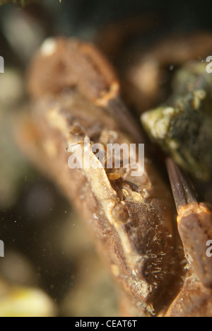 Risso's Crab - Xantho pilipes Stock Photo - Alamy