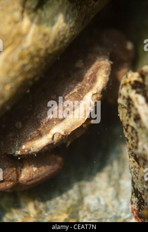 Risso's Crab - Xantho pilipes Stock Photo - Alamy