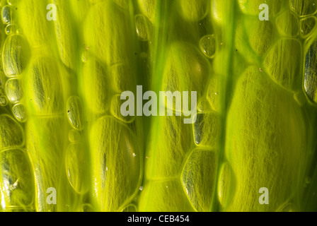 Colonial Green Algae Stock Photo - Alamy