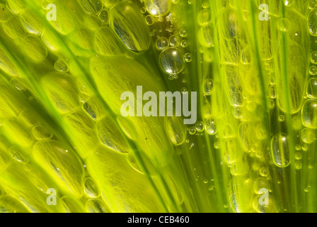 Colonial Green Algae Stock Photo - Alamy