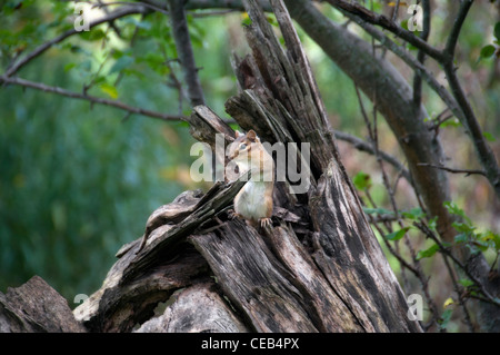 Chipmunk sitting on a tree stump Stock Photo - Alamy