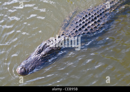 Overhead view of alligator swimming through rippled water Stock Photo ...