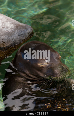Hawaiian monk seal, Monachus schauinslandi (Critically Endangered ...