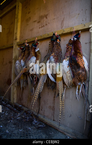 A batch of shot pheasants hang in a game larder Stock Photo - Alamy