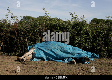 dead cow in a field cattle dead skeleton death ranch picked apart gross ...