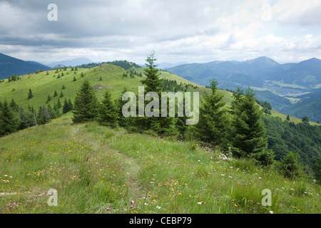 , Slovakia, Slovak, Republic, landscape, Donovaly, meadow, trees ...
