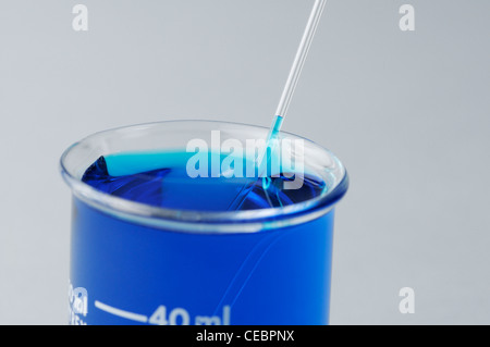 Blue colored water moves up a capillary tube demonstrating capillary ...