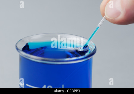 Blue colored water moves up a capillary tube demonstrating capillary ...