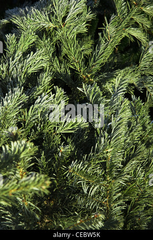 close up of a Discarded Christmas Tree Stock Photo - Alamy