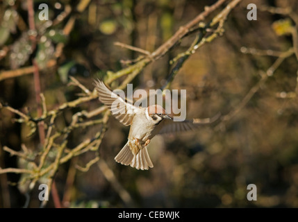Flying Tree Sparrow Stock Photo - Alamy