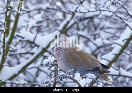 Turtle Dove in the Snow Stock Photo - Alamy